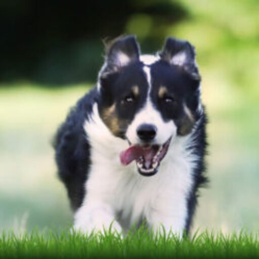 Home - Be A Better Pup